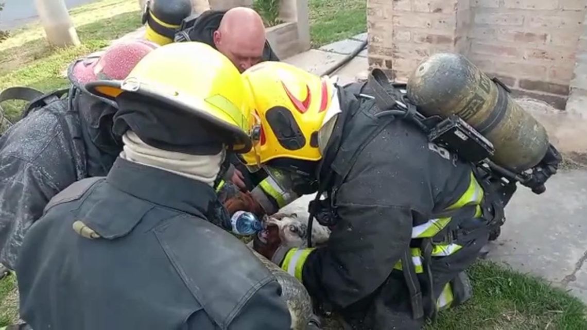 El emotivo rescate de los bomberos a un perro atrapado en un incendio ...