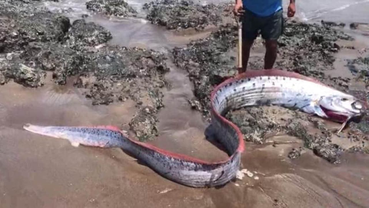 Mirá el gigantesco pez remo que capturaron en las costas de Ecuador ...