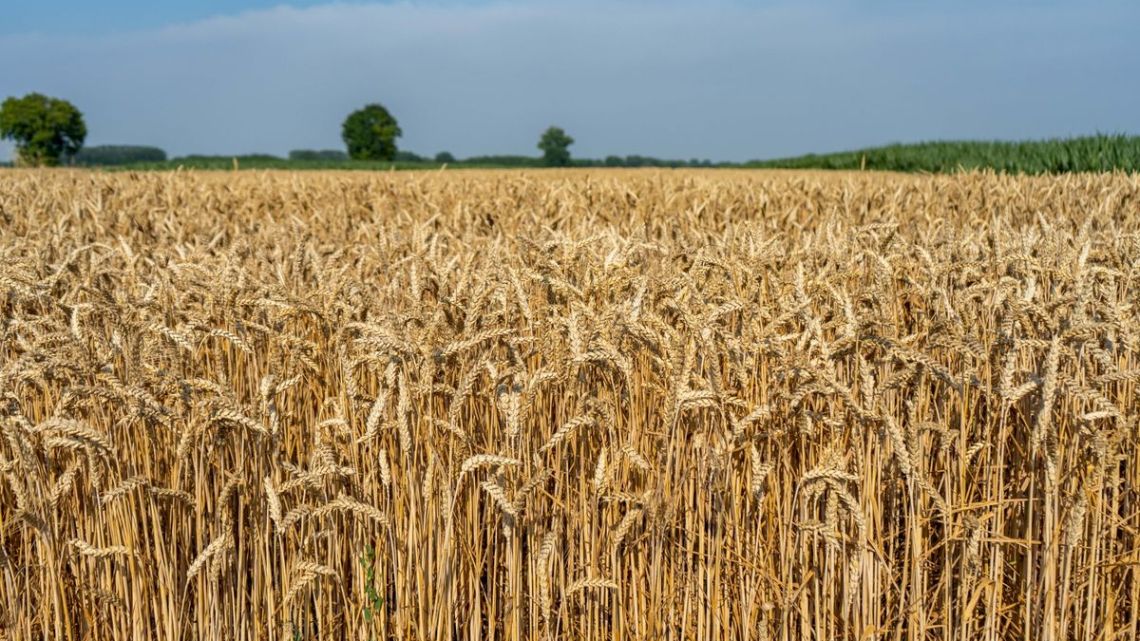 Siembra de trigo: se espera que haya hasta un 40% menos de producción ...
