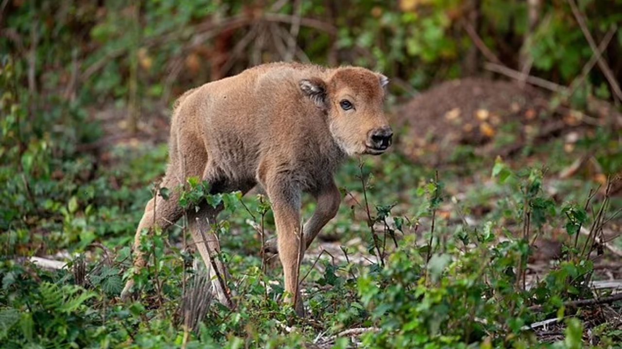 Te presentamos al primer bisonte salvaje que nació en Reino Unido tras ...