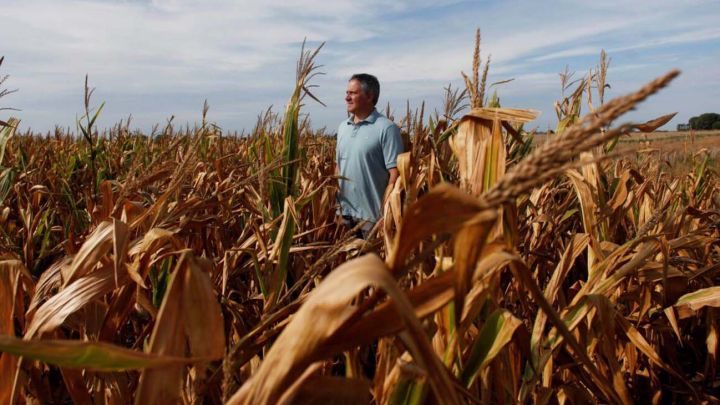 Argentine grain harvests threatened by persistent drought | Buenos ...