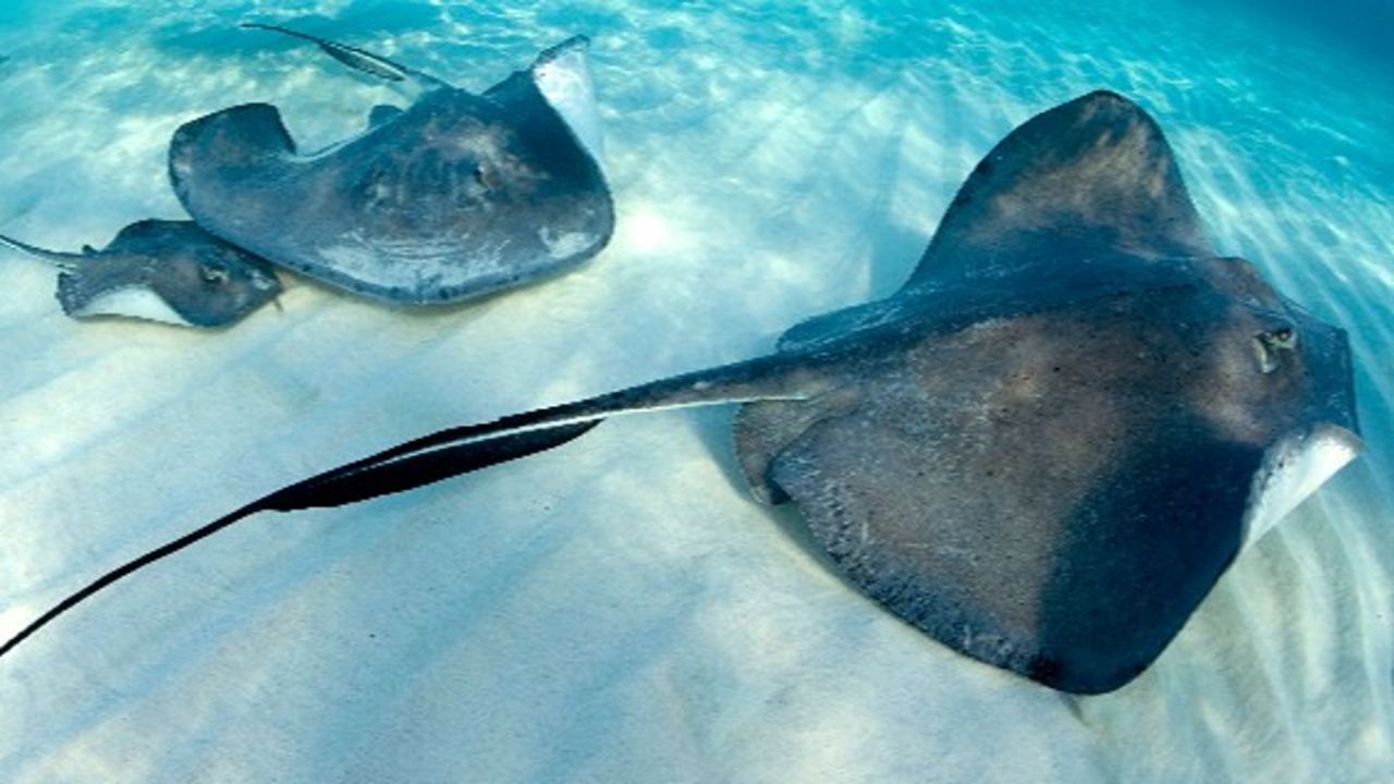 Sorprendente: afirman que las rayas hablan cuando son atacadas o se ...