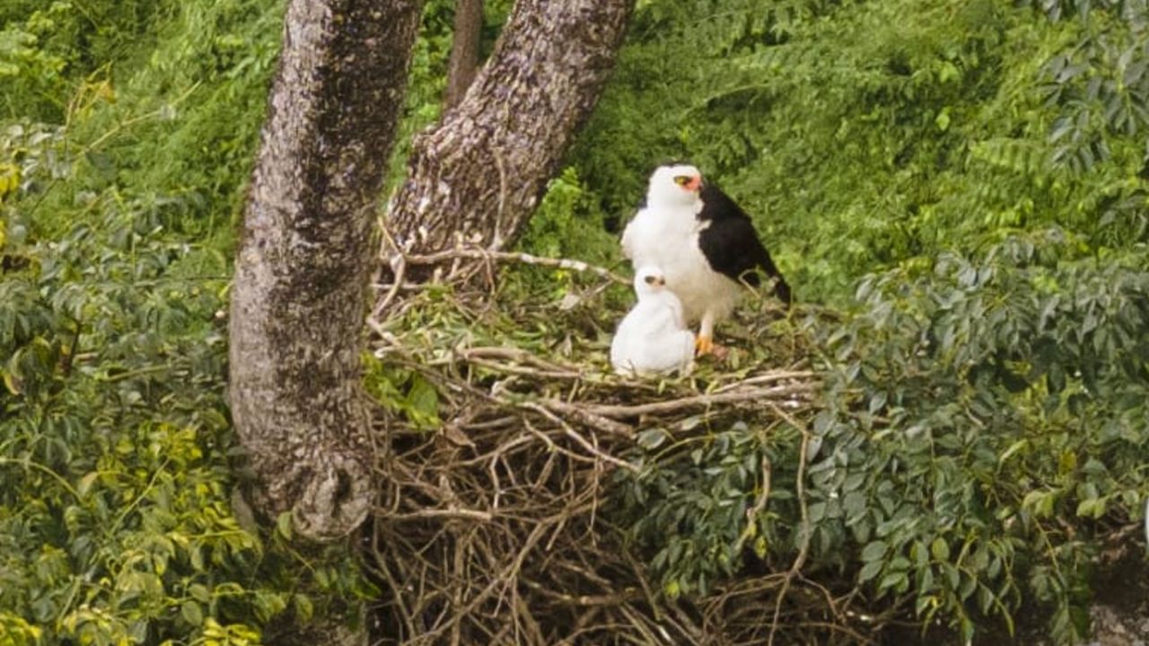 Mirá el primer nido de águila viuda que encontraron en la Argentina ...