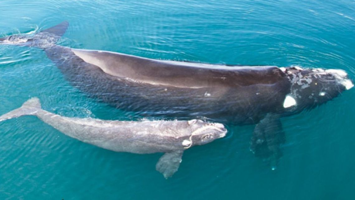 Colombia: captaron por primera vez a una ballena amamantando a su cría ...