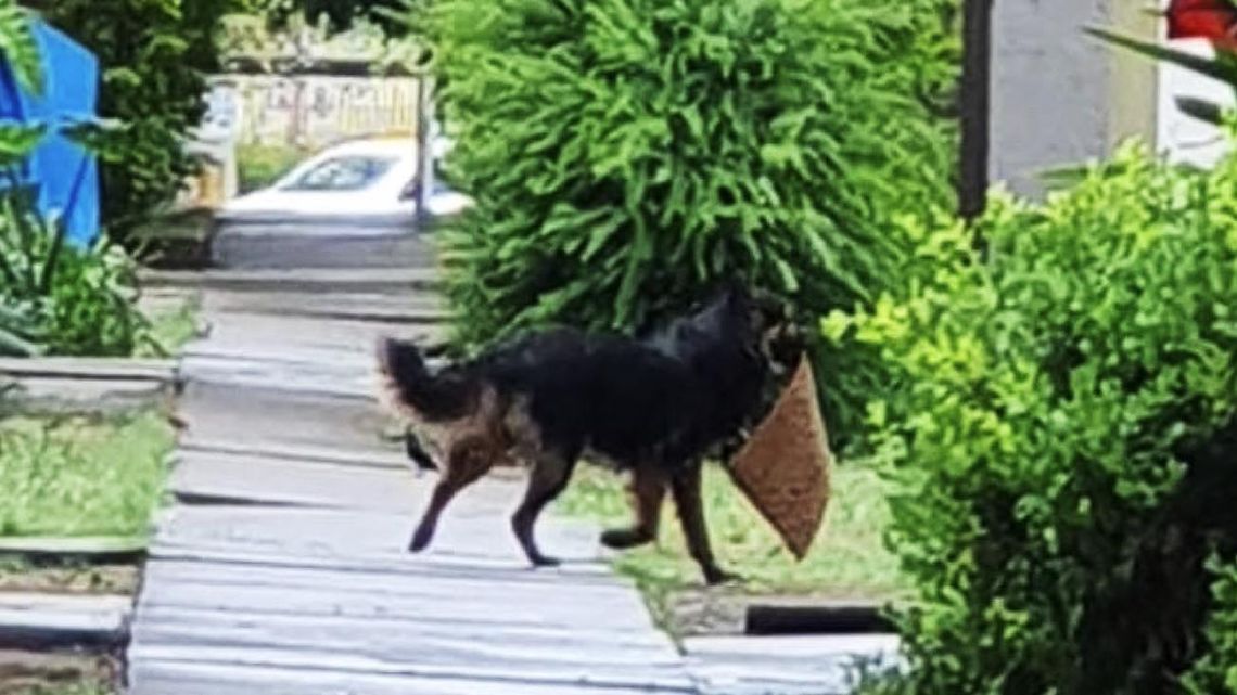 Hartos de que les robaran los felpudos, los vecinos se quejaron ...