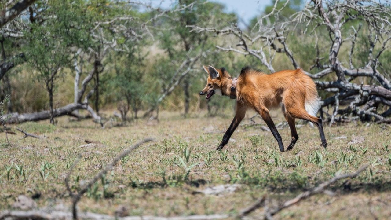 Regresan a su hábitat natural a un aguará guazú en Santa Fe | Weekend