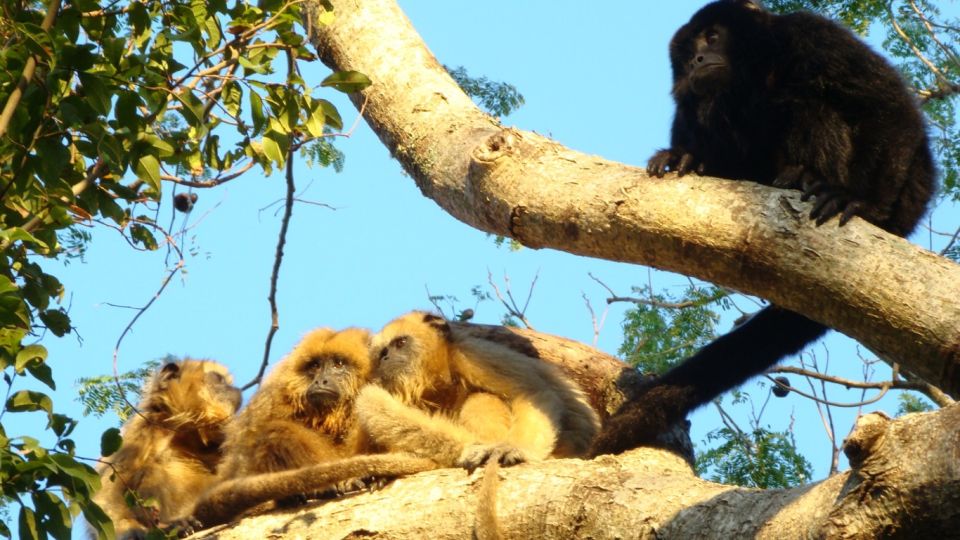 Establecen las mejores regiones para conservar a los monos en la ...
