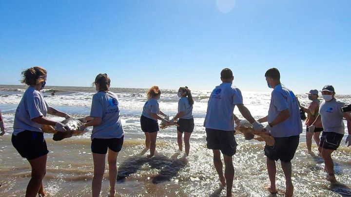 Regresan a las aguas a tres tortugas marinas cabezonas en San Clemente ...