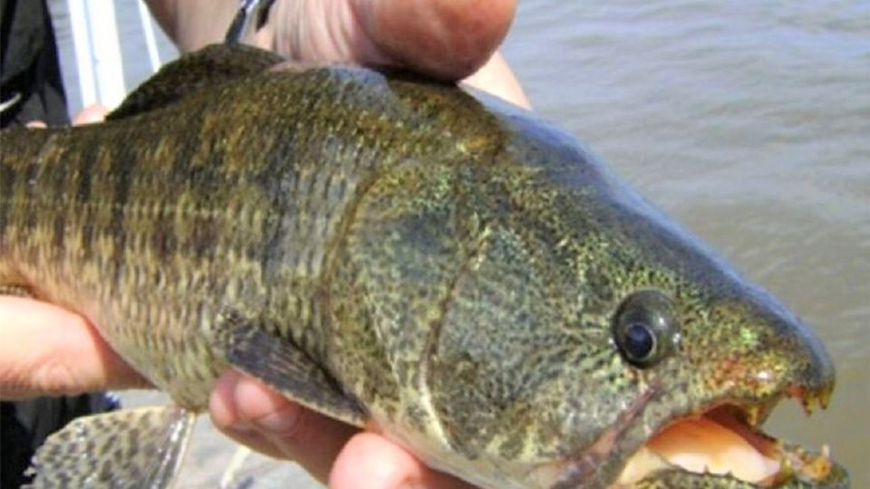 Una tararira mordió a un nene de 5 años en Córdoba | Weekend