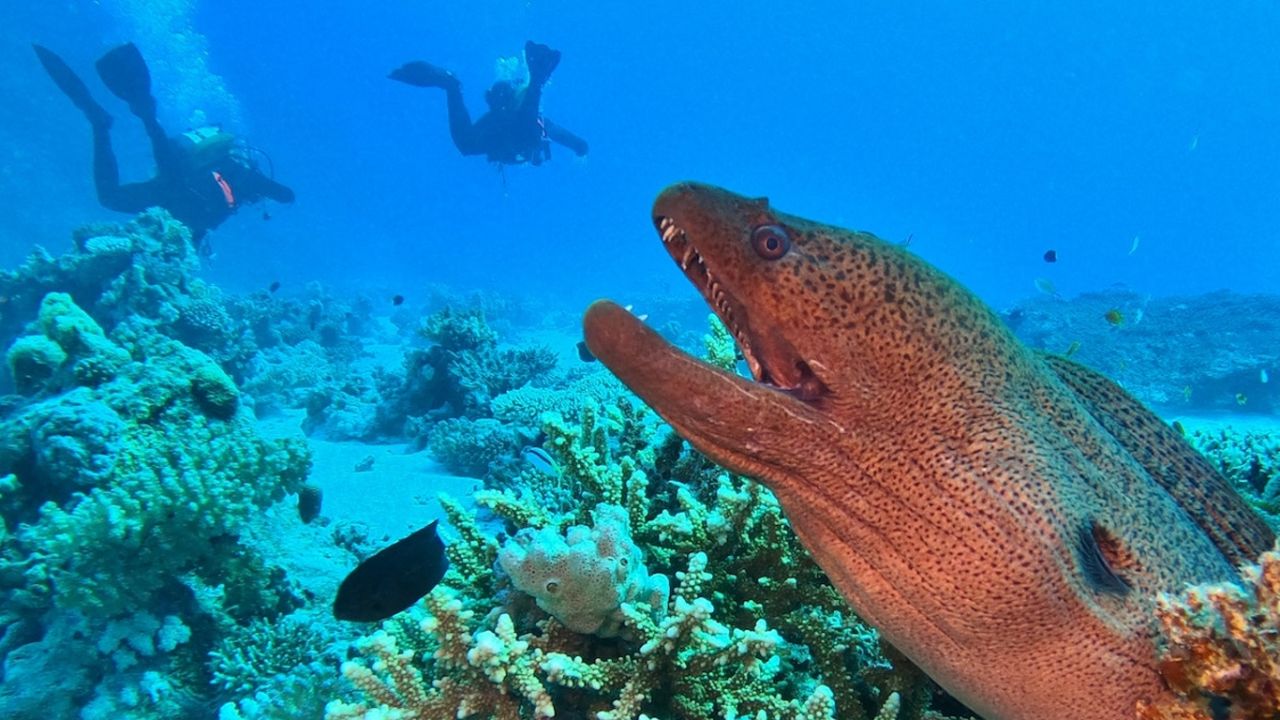 Un extraño pez con dientes humanos atacó a un buceador en Egipto | Weekend
