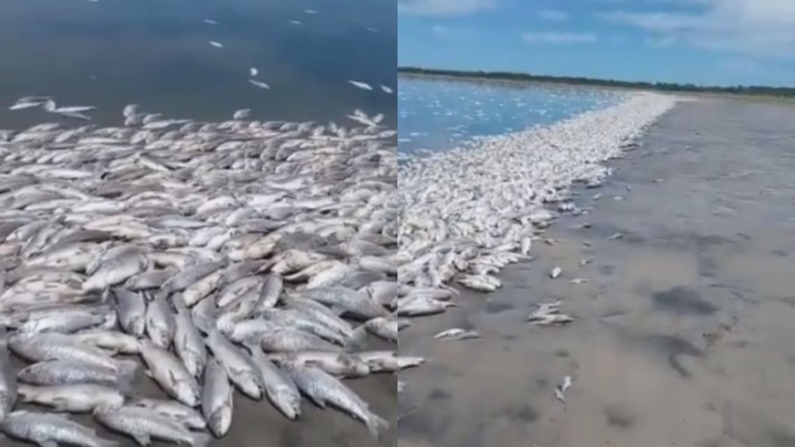 Sequía implacable en Santa Fe: aparecieron miles de peces muertos en ...
