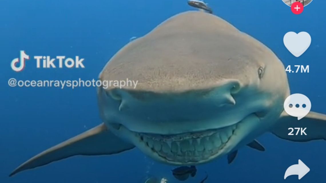 Video: una instructora de buceo filmó a un tiburón “sonriente” que se ...