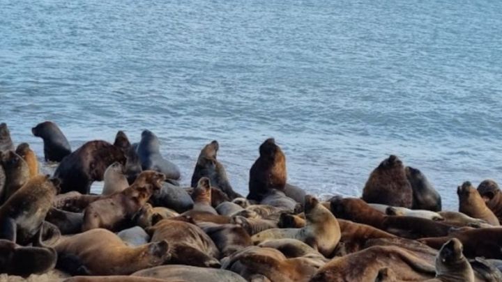 Curiosidades de los lobos marinos marplatenses | Weekend