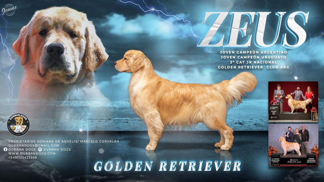 Perros Golden Retriever De Raza Alta