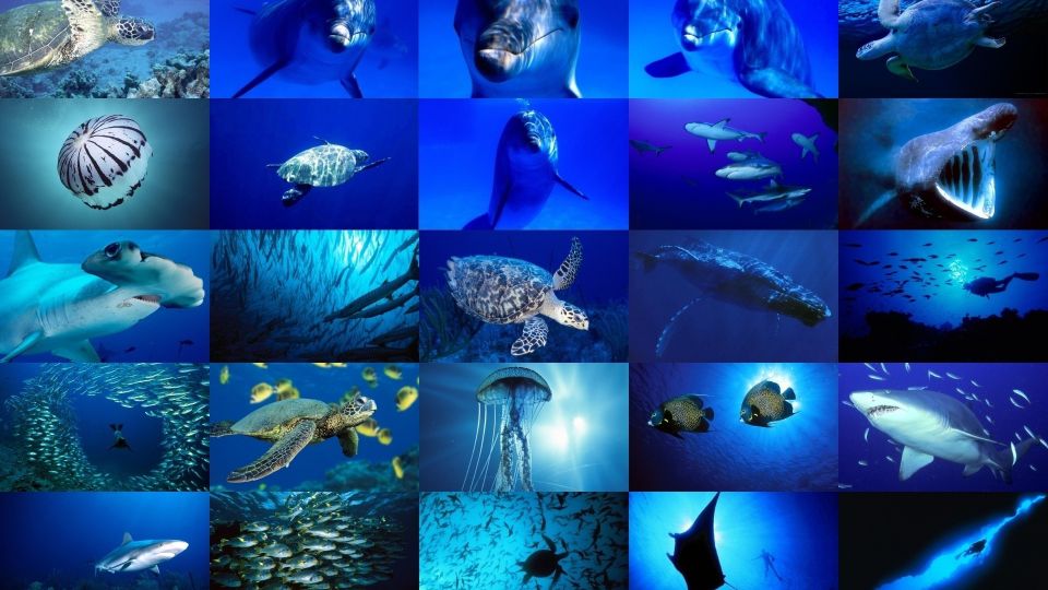 La fauna marina se recuperó mucho más rápido de lo pensado tras la ...