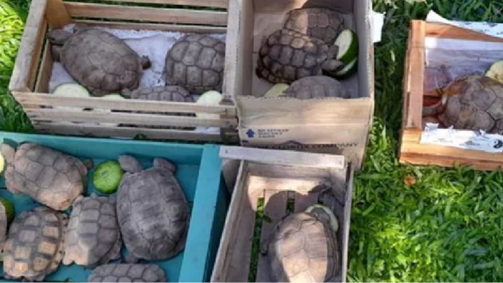 Rescatan a un flamenco y a 17 tortugas terrestres que tenían en ...