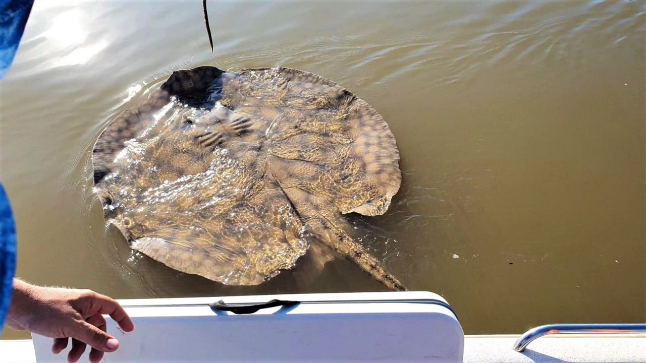 Una increíble raya picó en Corrientes | Weekend