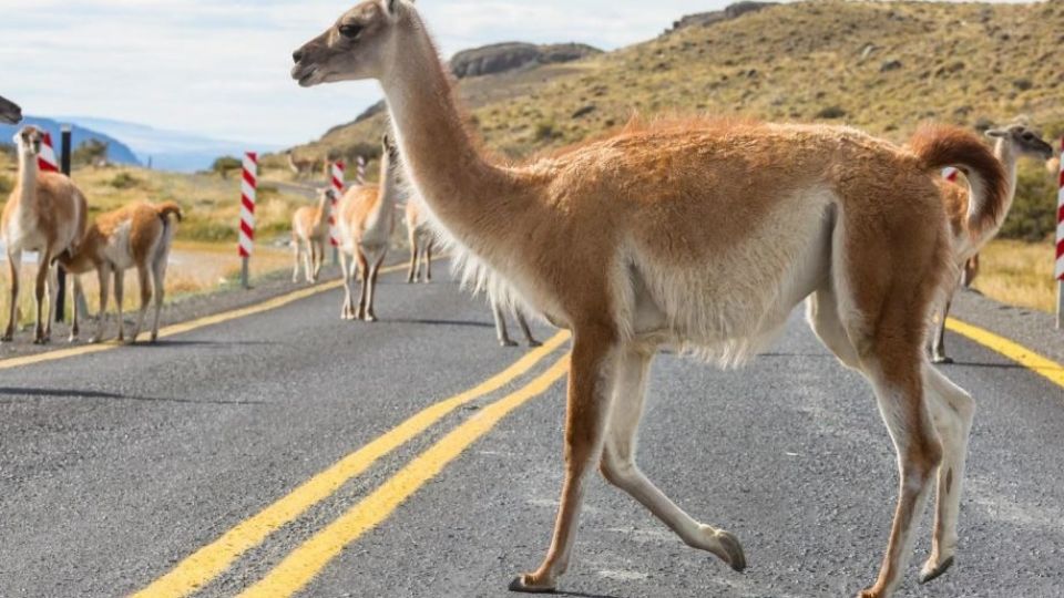 Cientos de guanacos se apoderaron de rutas y campos en Santa Cruz | Weekend