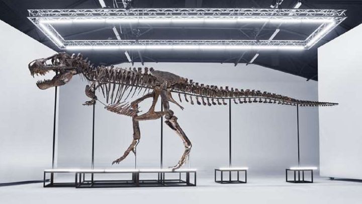 Te presentamos a Trinity, el primer tiranosaurio que subastarán en ...