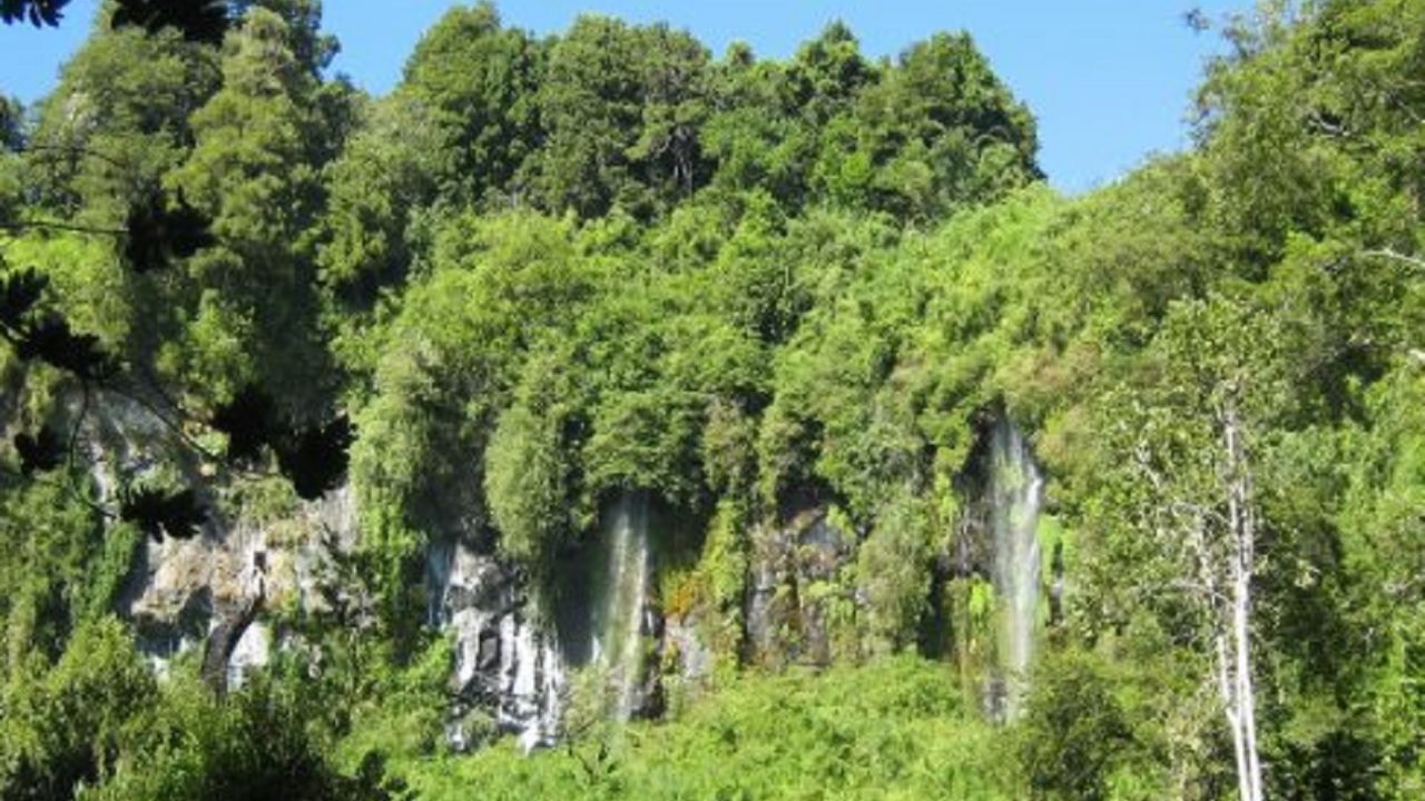 Los bosques nativos son la mejor solución natural frente al cambio ...