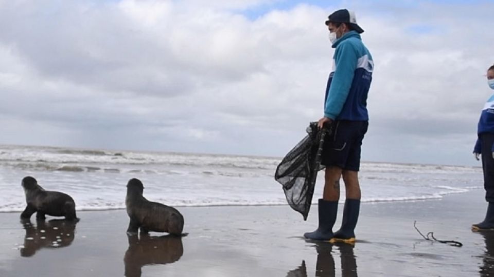 Mirá cómo reinsertaron al mar a dos lobos marinos de Dos Pelos | Weekend