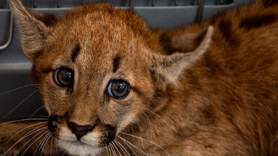 Trabajadores rurales encontraron un cachorro de puma en un campo ...
