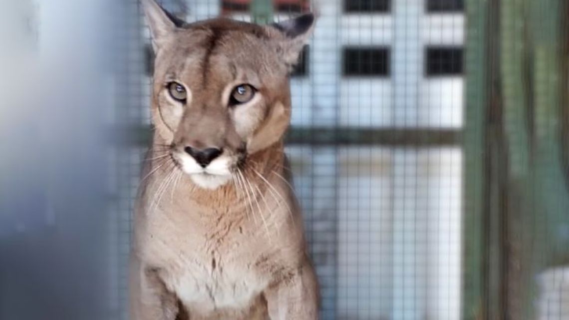 Rescataron a un puma que estaba cautivo en Santa Rosa de Río Primero ...