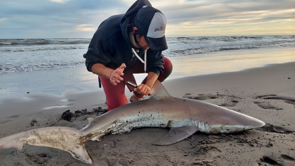 Más de 2.000 tiburones fueron marcados por pescadores en la Argentina ...