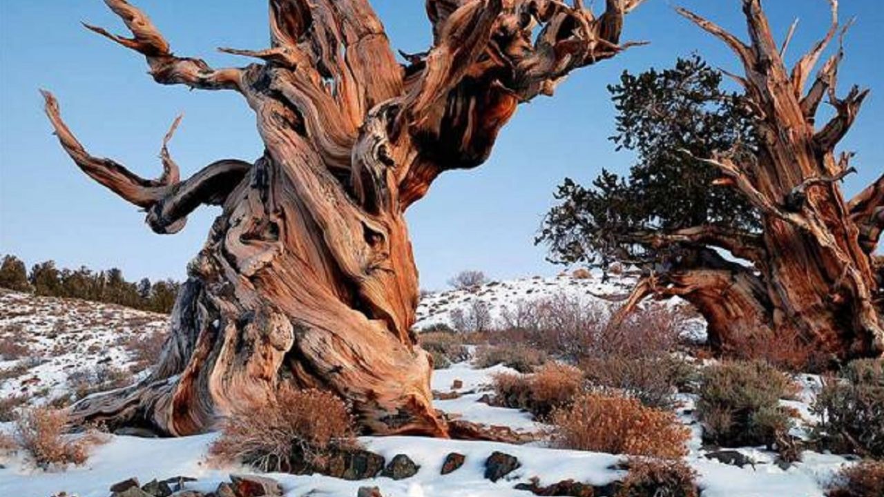 Te mostramos a Matusalén, el árbol y ser vivo más antiguo del planeta ...