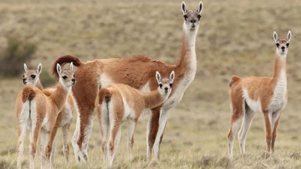 Trasladaron a 31 guanacos desde Santa Cruz a La Pampa | Weekend