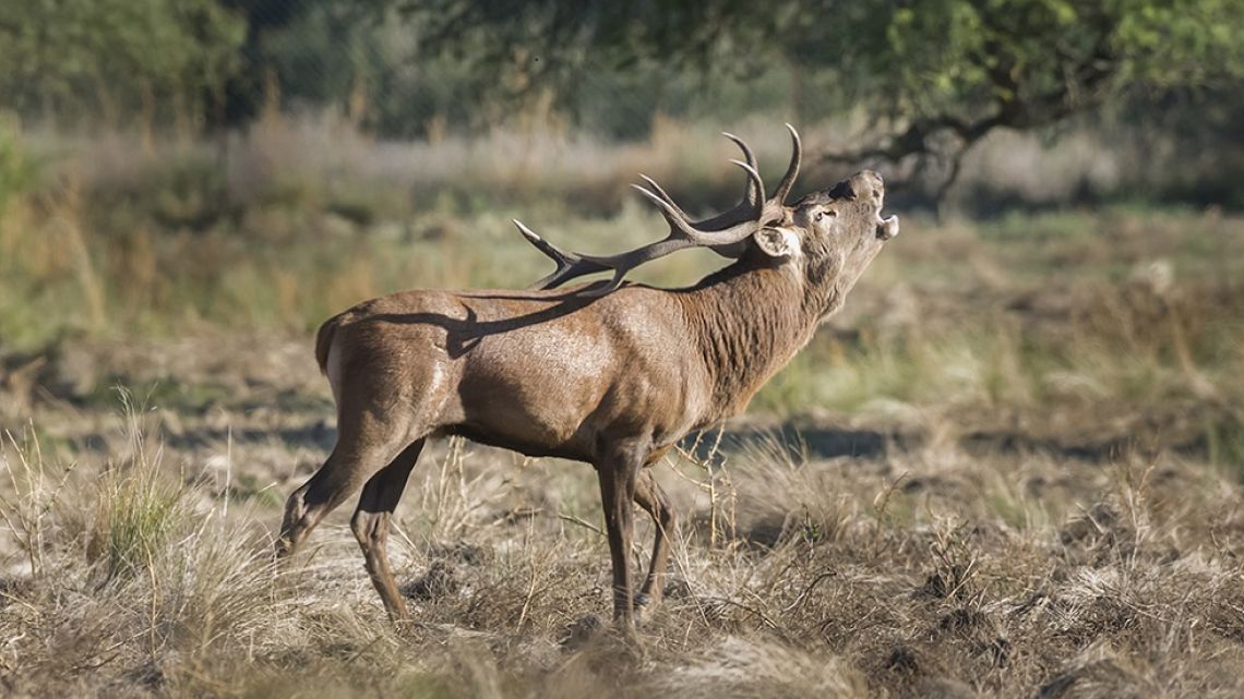 The scent of a doe in heat helps capture the lost deer at the Airport ...