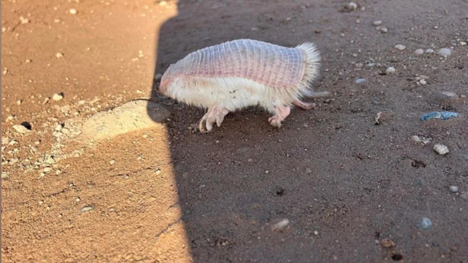 Mirá el extraño animal en peligro de extinción que encontraron en ...