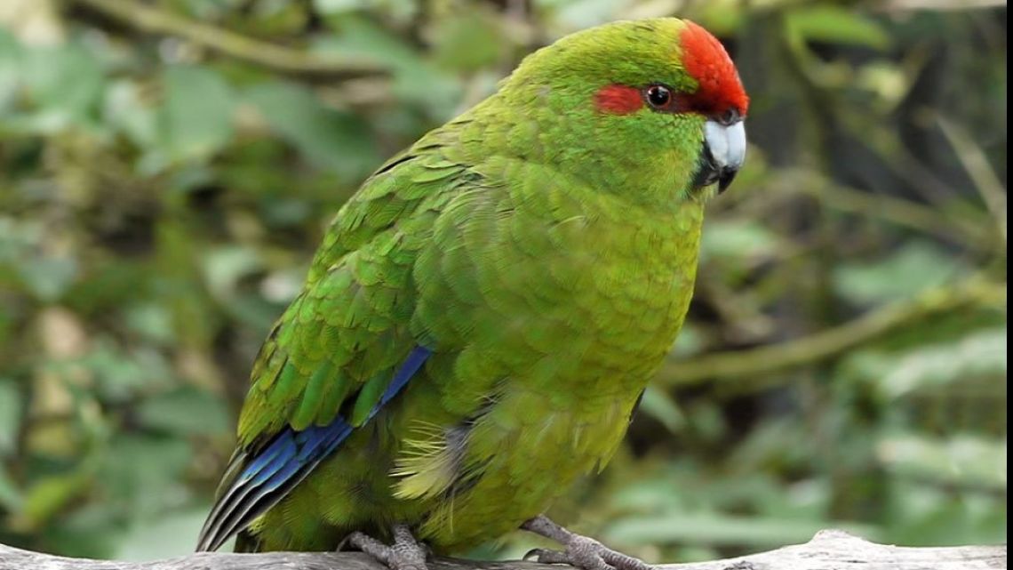 La metáfora y el loro estocástic | Perfil