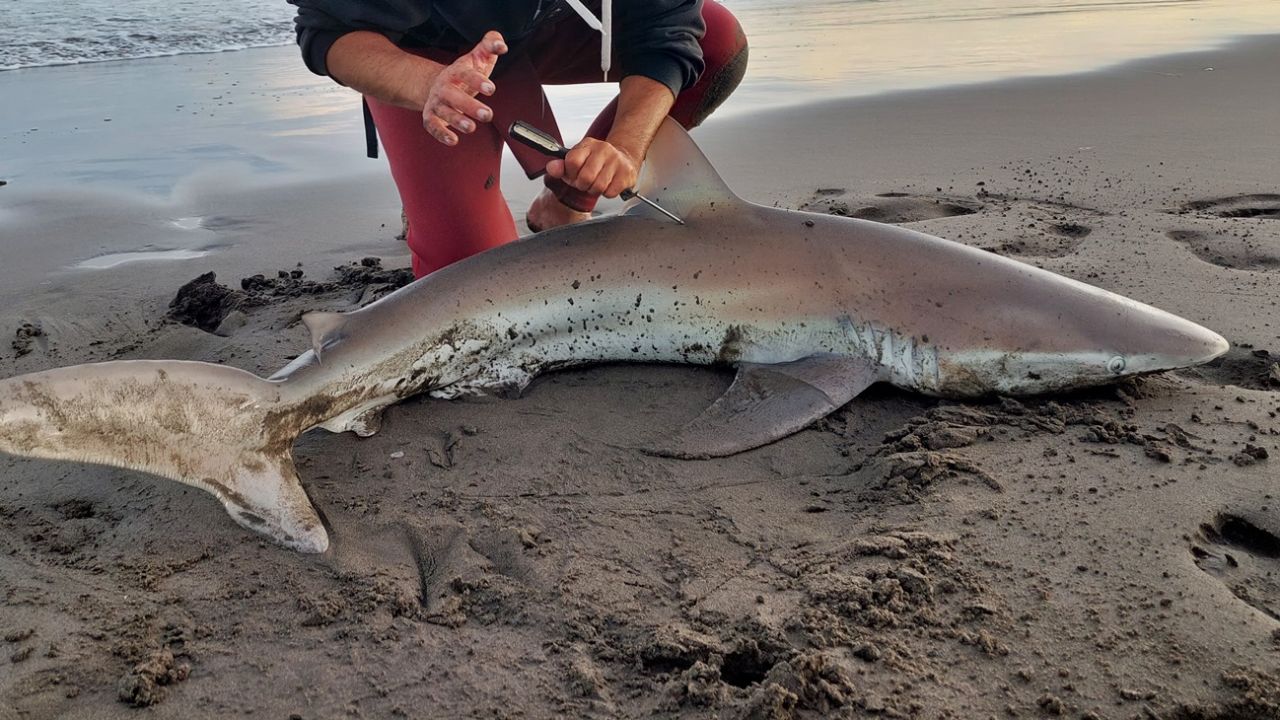 Cazón marcado en el sur argentino, lo volvieron a pescar en Uruguay ...