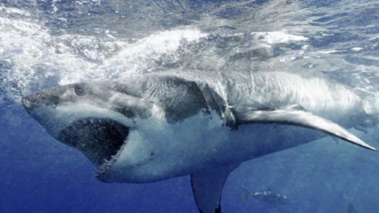 Alarmante: el comportamiento agresivo de los tiburones se debe a las ...