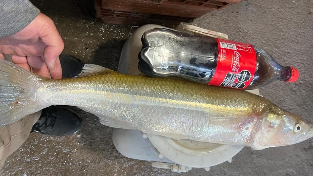 Increíble!: pejerrey de 2,500 kg en Cochicó | Weekend
