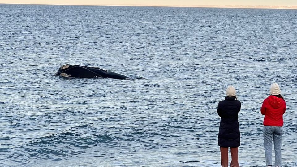 Ballenas en Puerto Madryn: todas las opciones de avistaje | Weekend