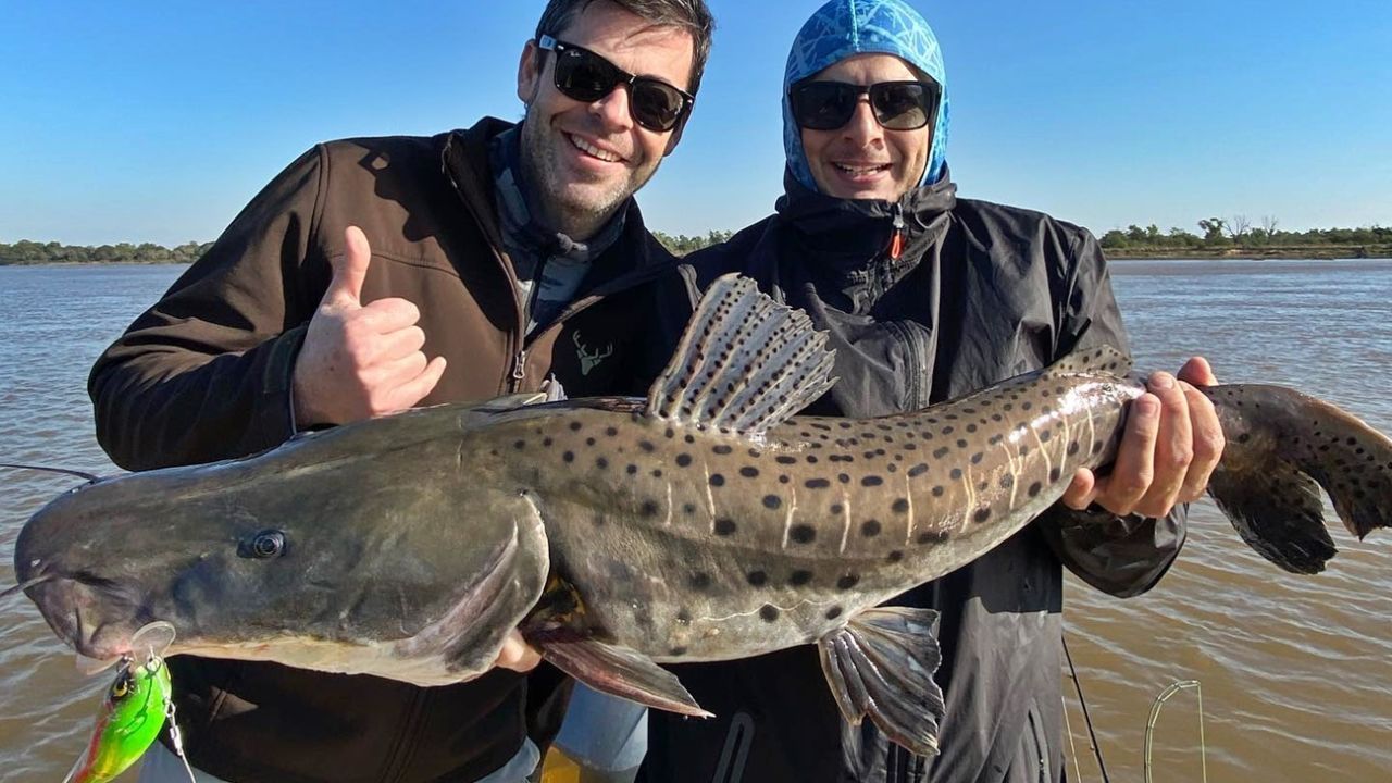 Grandes surubíes presentes en el río Paraná | Weekend