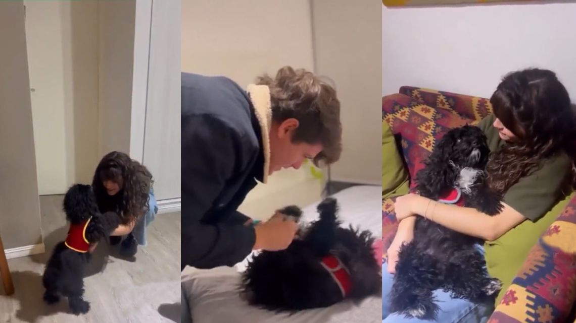 Así está Mora, la mascota que estuvo en Gran Hermano y fue adoptada por Marcos Ginocchio: el ...