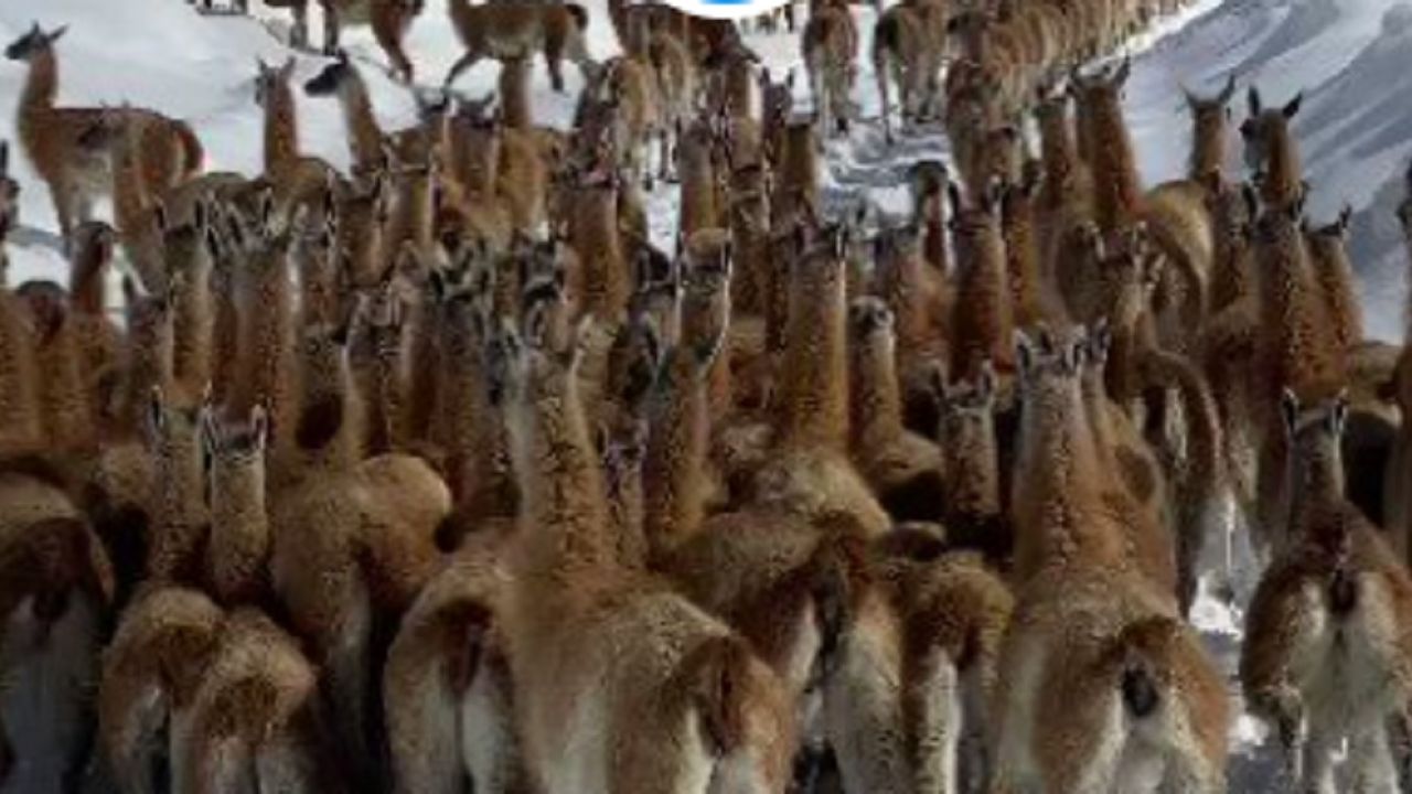 De película: avistan a una tropilla de guanacos corriendo sobre la ...