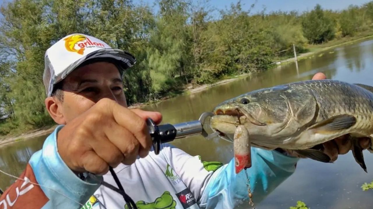 Arranca la veda de la tararira en ámbitos bonaerenses | Weekend