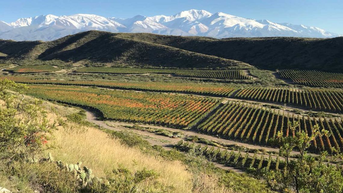Alta-Yarí Gran Malbec 2021, un vino extremo de Gualtallary | Perfil