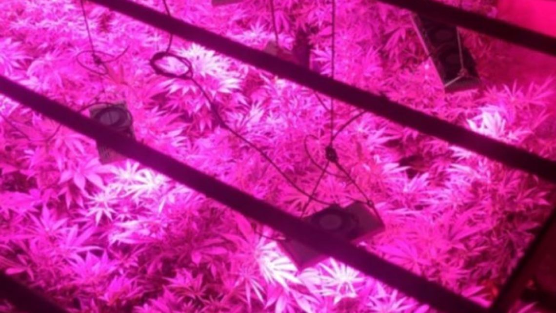 Descubrieron un “vivero” de marihuana en Córdoba | Perfil