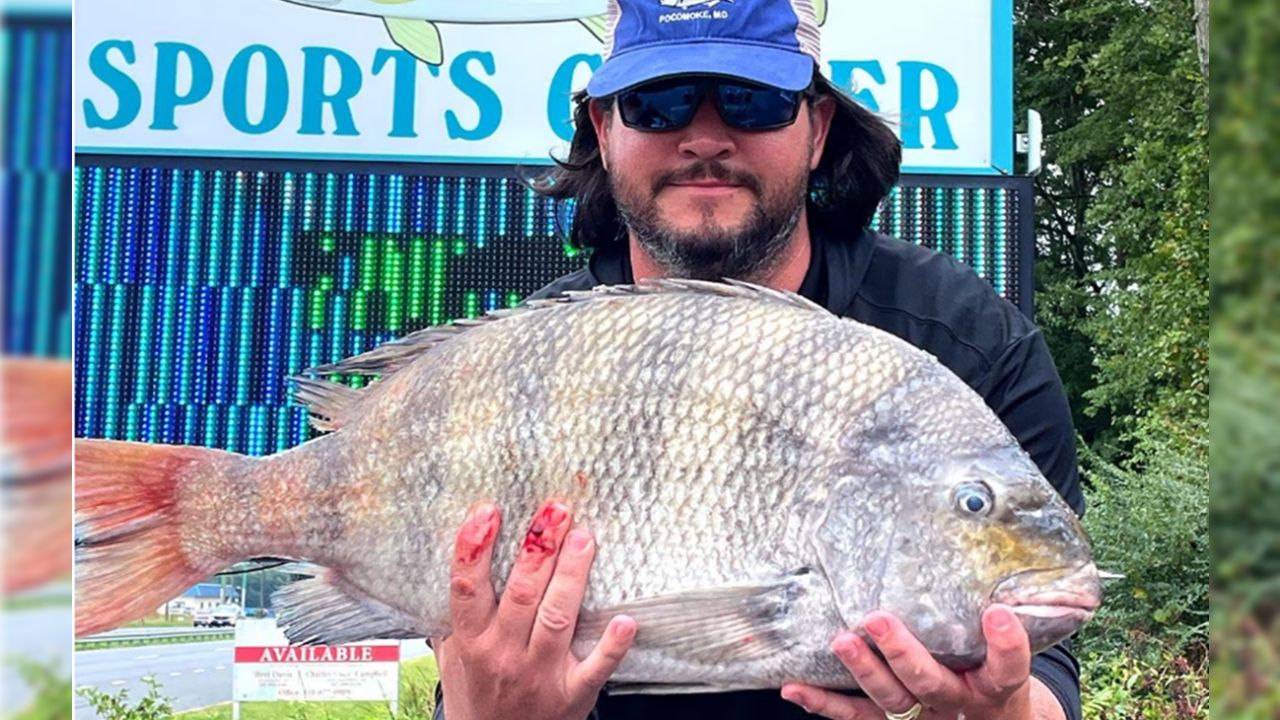 El extraño pez con dientes humanos que es récord | Weekend