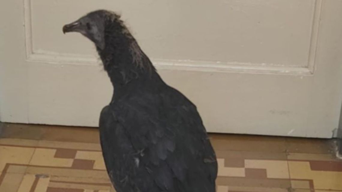 Capturaron un jote de cabeza negra en barrio Alberdi | Perfil