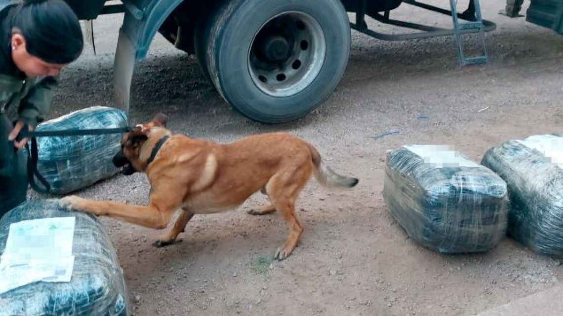 “Cóndor”, el perro que detectó 8 kilos de cocaína en Córdoba | Perfil