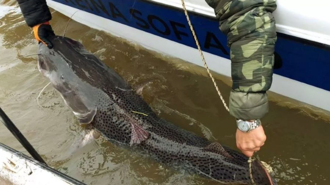 Comenzó a regir la veda para la pesca del surubí en toda la provincia ...