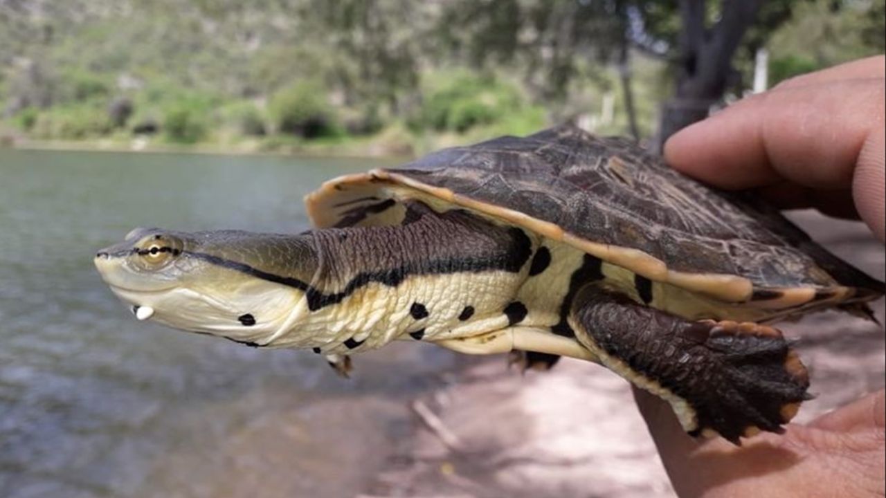 Pescaba carpas en el arroyo Durán de Neuquén y le picó una tortuga ...