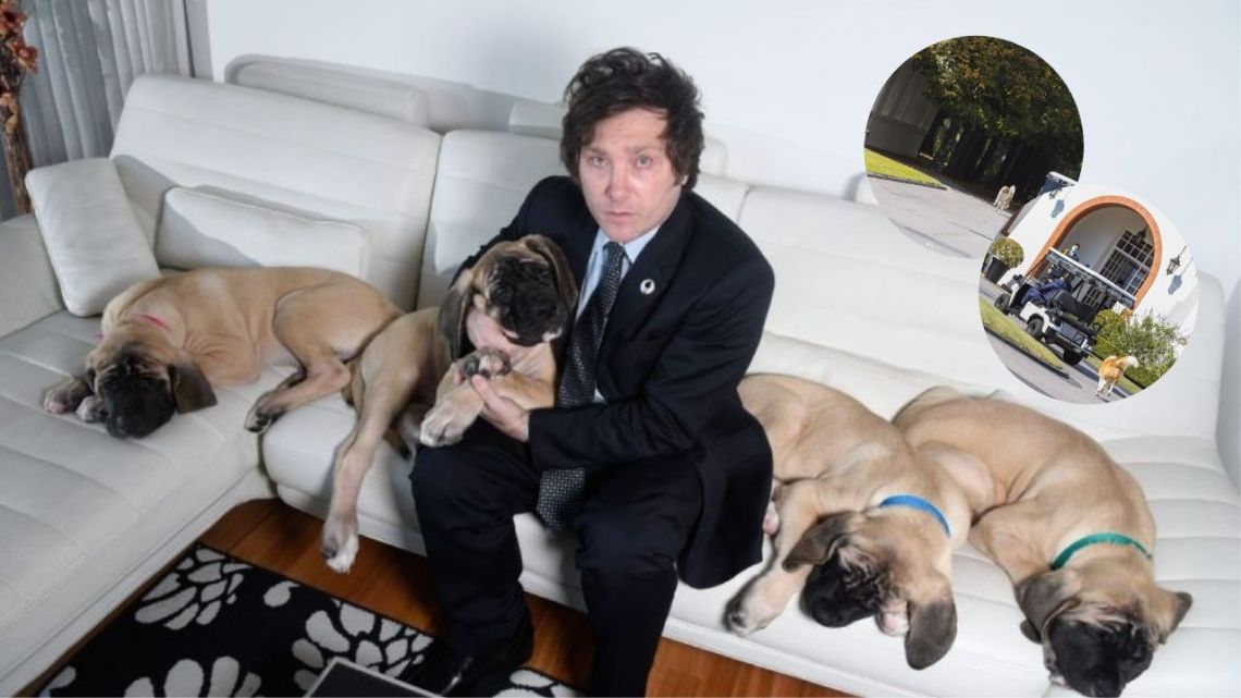 Revelaron dónde están los perros de Javier Milei | Perfil