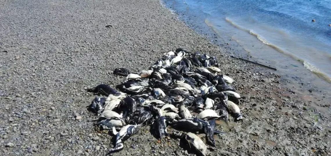 Illegal fishing slaughter: 138 penguins wash up dead off Argentina’s ...